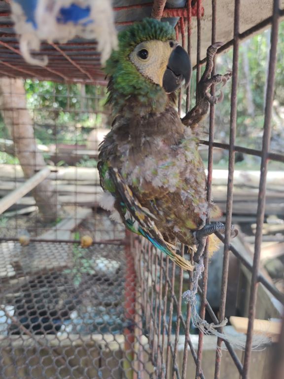 Confiscated Animals – Rescue and Enforcement (CARE Project)
