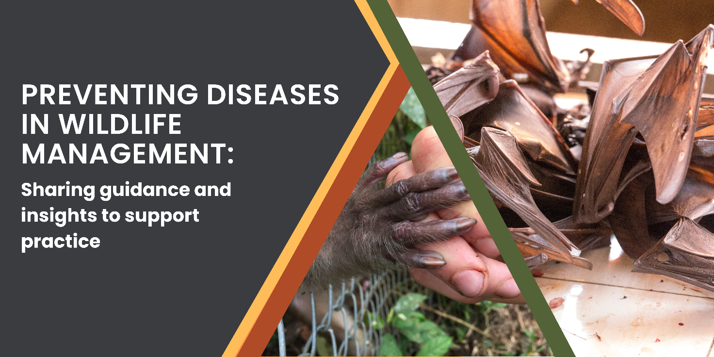 Webinar: Preventing diseases in wildlife management
